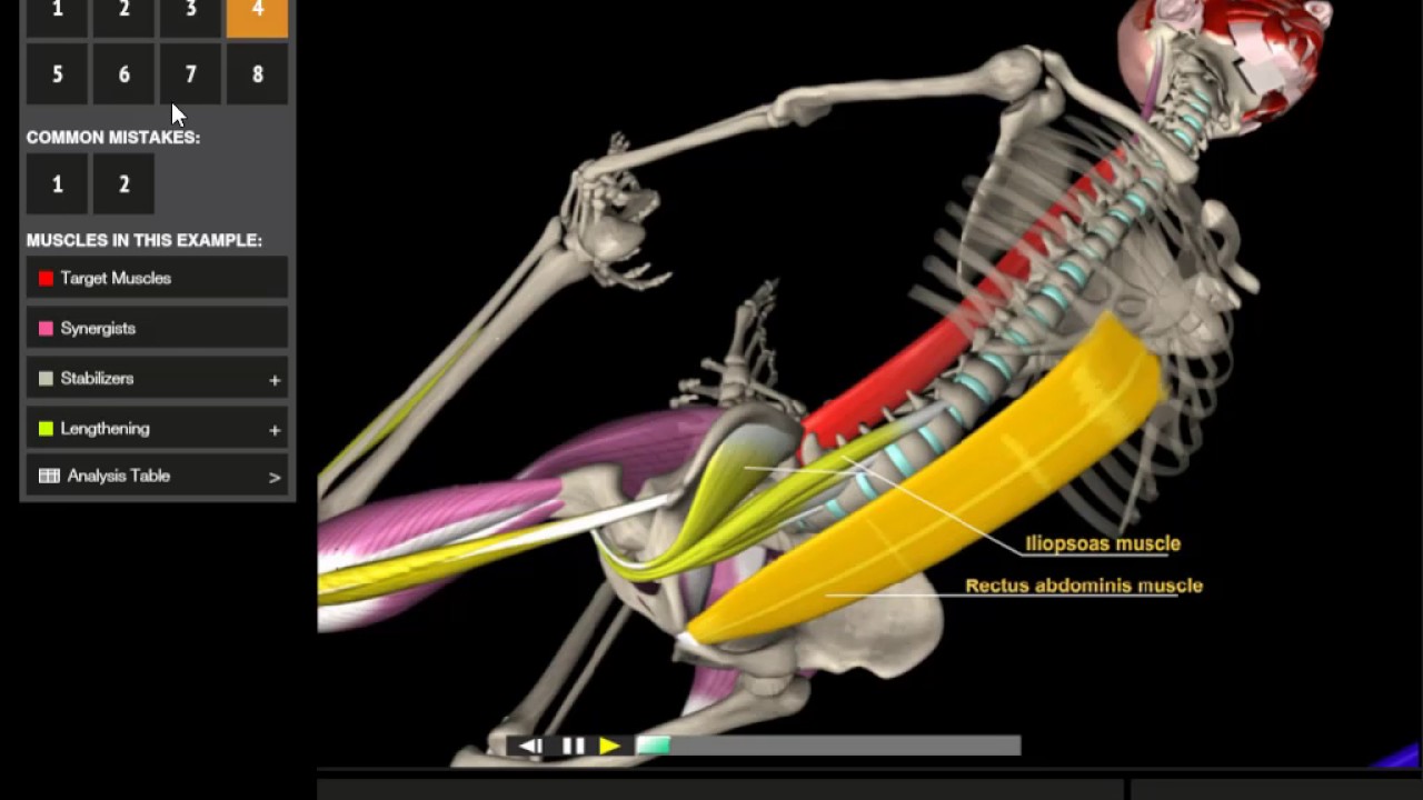 Bow Pose (Dhanurasana) | 3D Yoga Anatomy