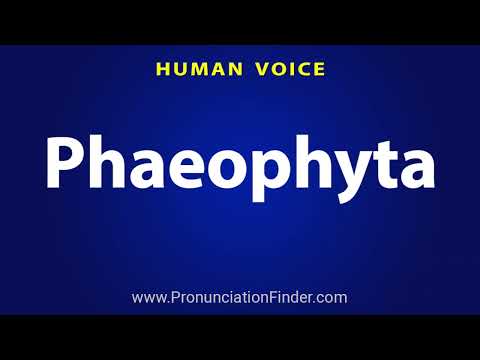 How To Pronounce Phaeophyta