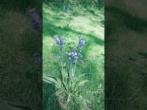 Spanish bluebells