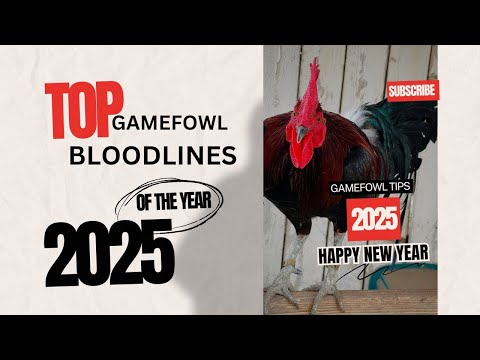 Top Gamefowl Bloodlines in Demand for 2025: The Legacy Continues