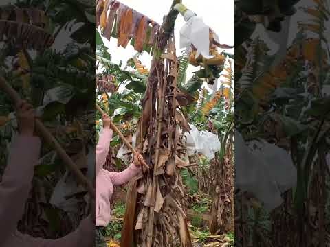 RT H0101426 mini rotary tillage and ridging all-in one tree 🌲 short view