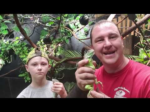 How to sex iguana made easy ( how to tell male from female iguana )
