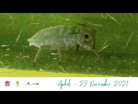 Know your aphids