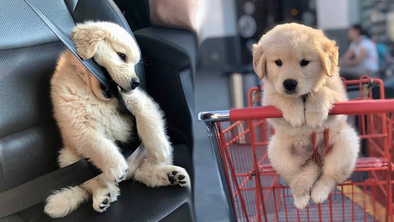 Puppies Smiling: Best 30 Cute Pictures With Adorable Dogs That Are Trending On Reddit