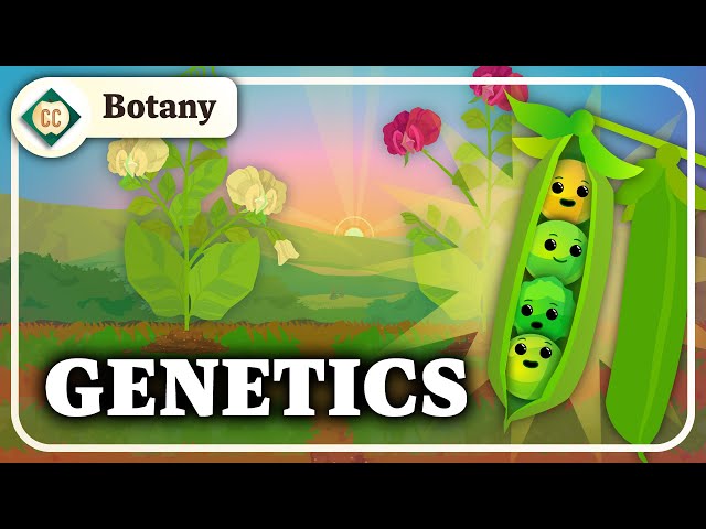 The Legacy of Gregor Mendel: How Pea Plants Revolutionized Our ...