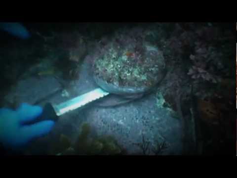 Abalone Wars: New Season
