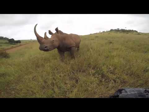 This rhino means business - GOPRO HERO4