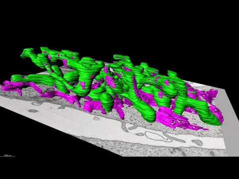 Columbia Scientists Find Long-Elusive Protein