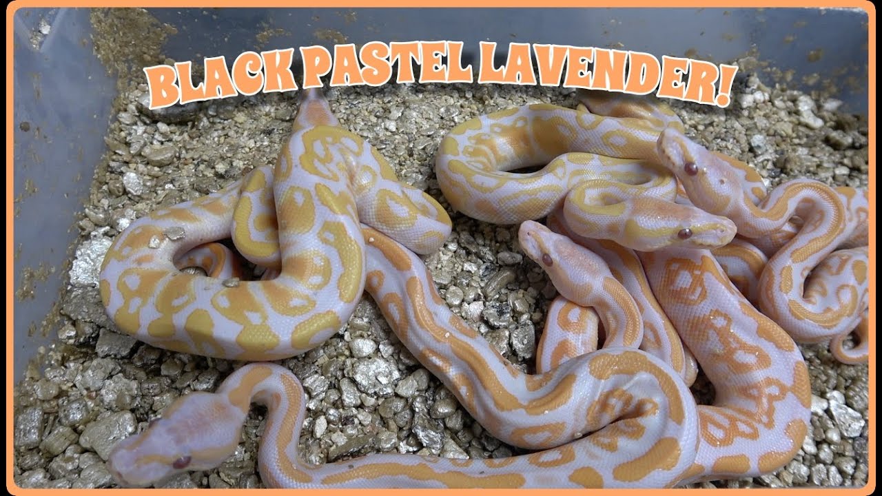 Black Pastel Lavender Ball Python Clutch Update!