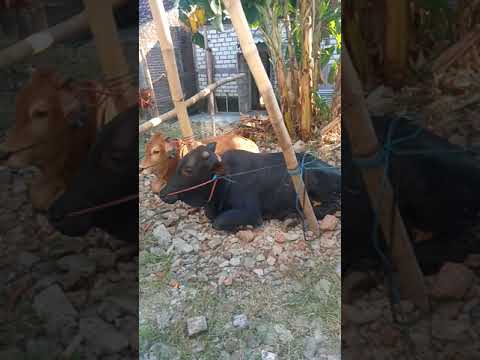 SAPI QURBAN MASJID AT TAQWA DENGAN 11 EKOR SAPI DAN 3 KAMBING