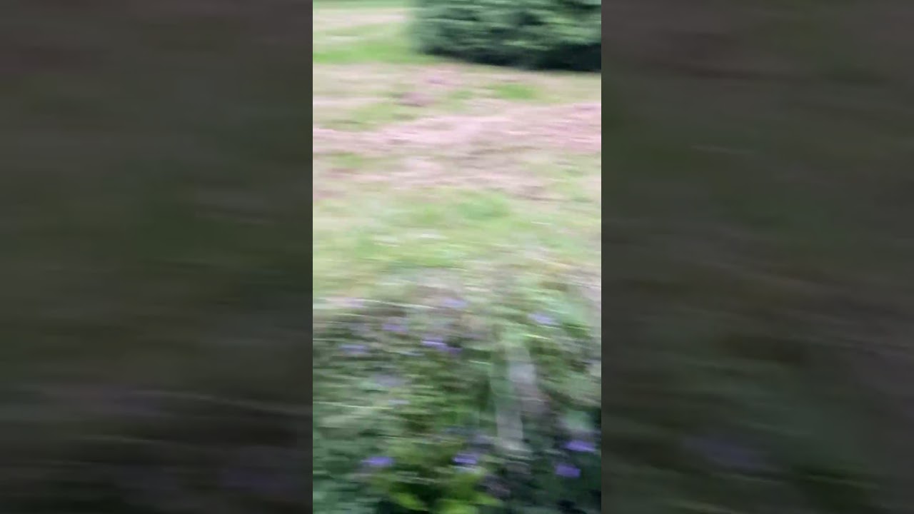 Northway gardens / Mutton Brooks              #dmx #Barnet #goldersgreen  #tourism #naturecaptures