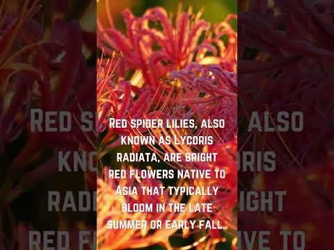 Red Spider Lilies - The Flowers of the Dead #shorts #interesting