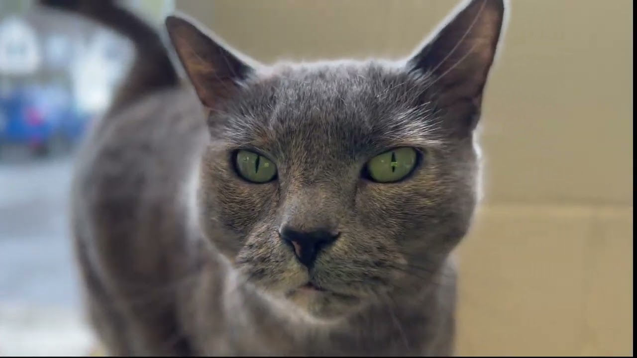 Chesapeake Humane Society