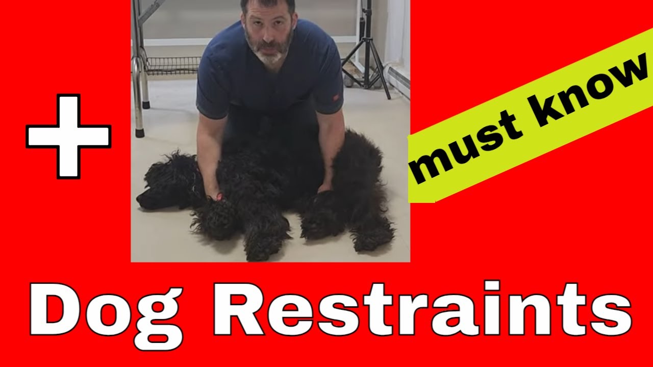 Dog Restraints You Should Know