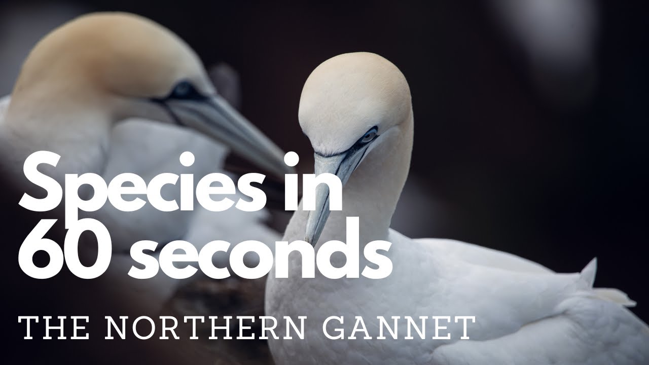The Northern Gannet