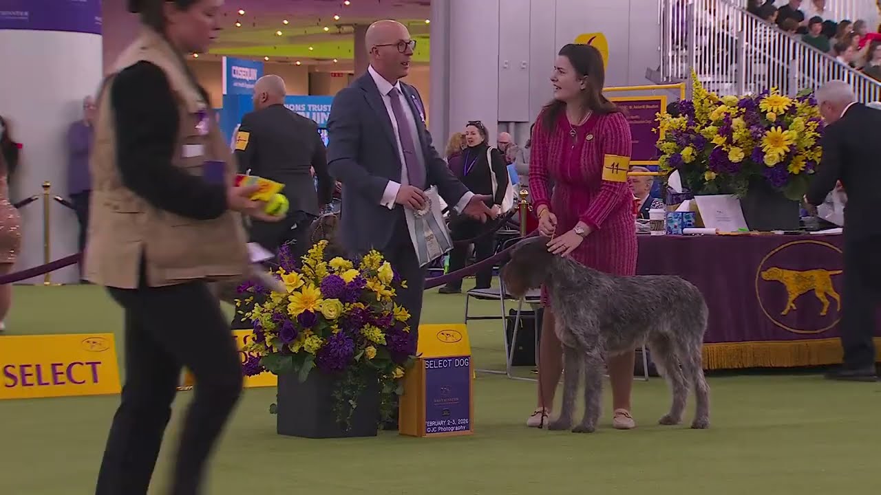German Wirehaired Pointers | Breed Judging 2026