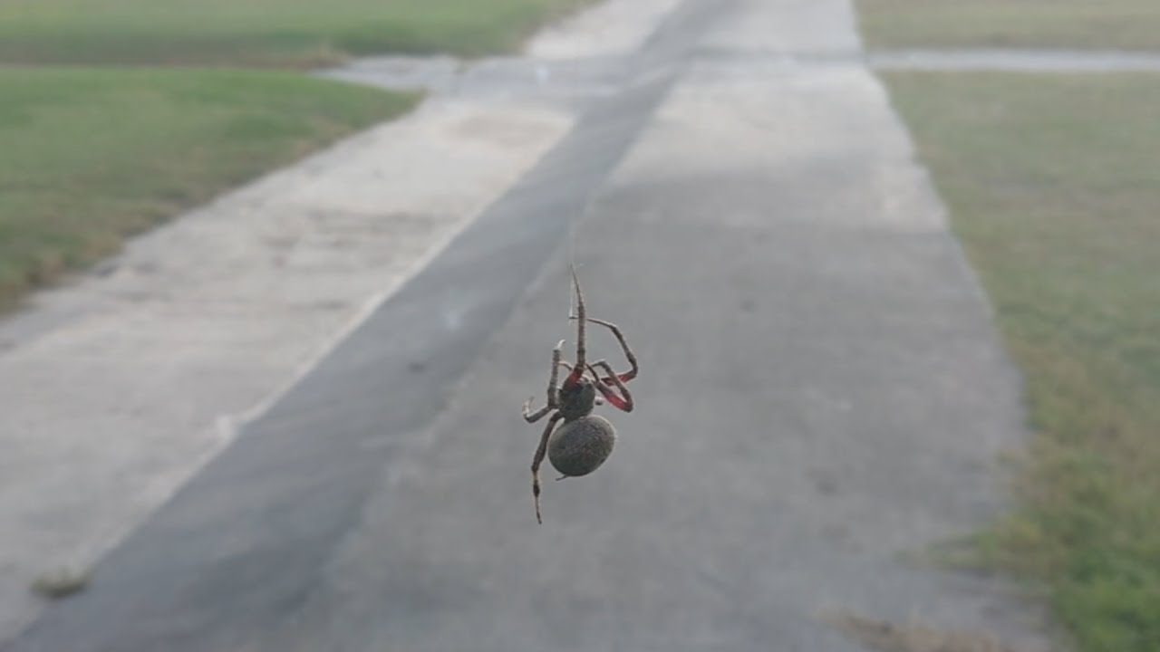 Orb Weaver Spider (Neoscona crucifera?) starting a big web