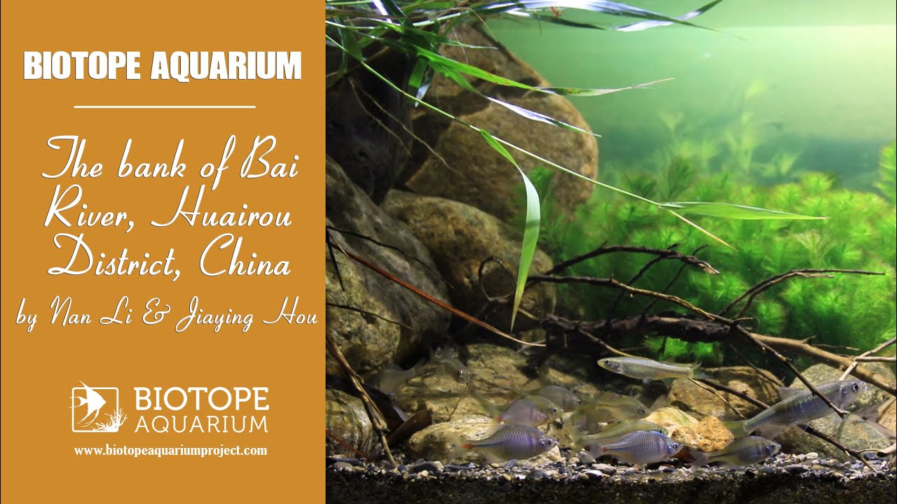 The bank of Bai River, Huairou District, China - BAP