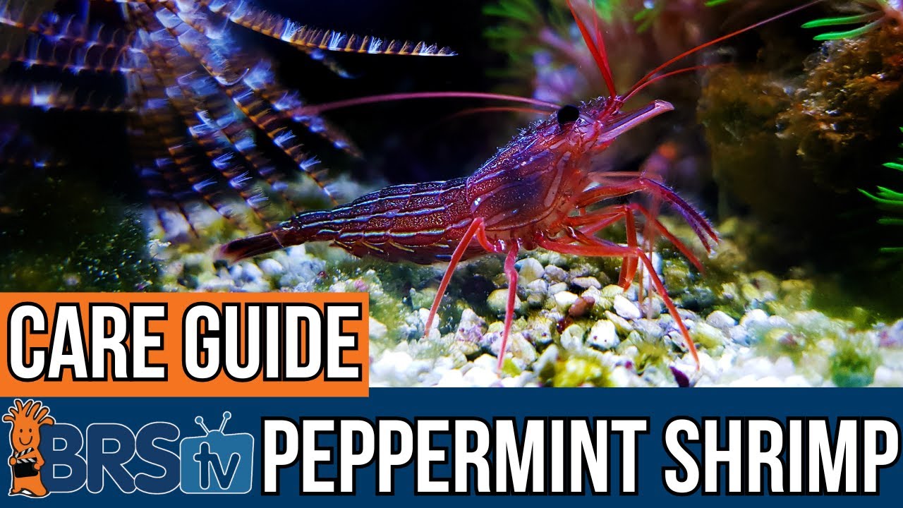 Thriving Peppermint Shrimp Made EASY.