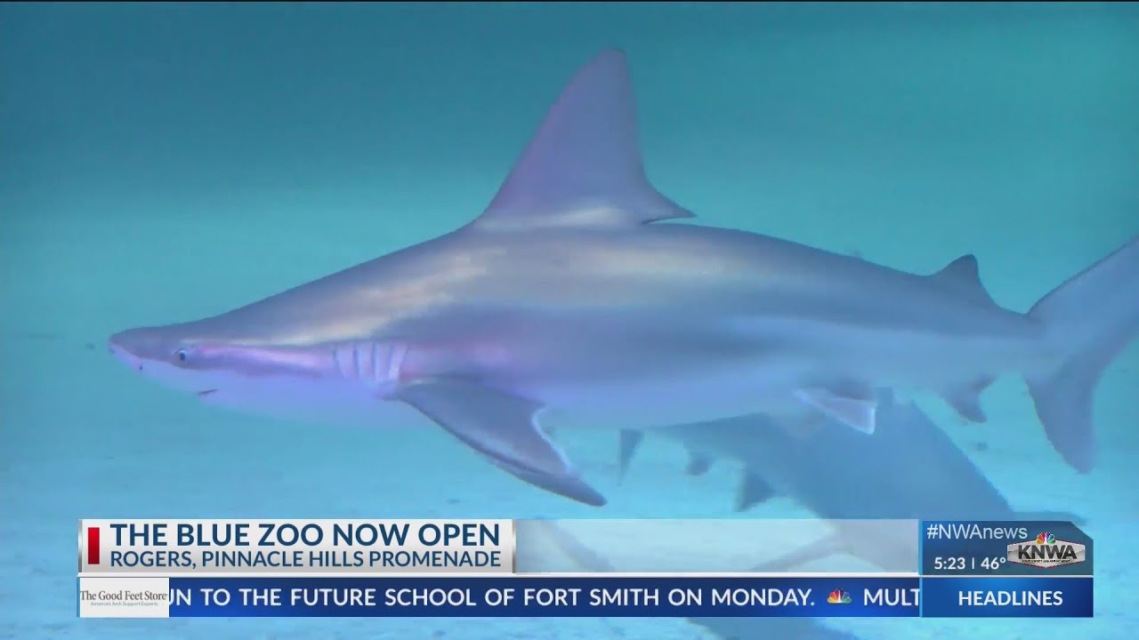 Blue Zoo Aquarium now open in Rogers