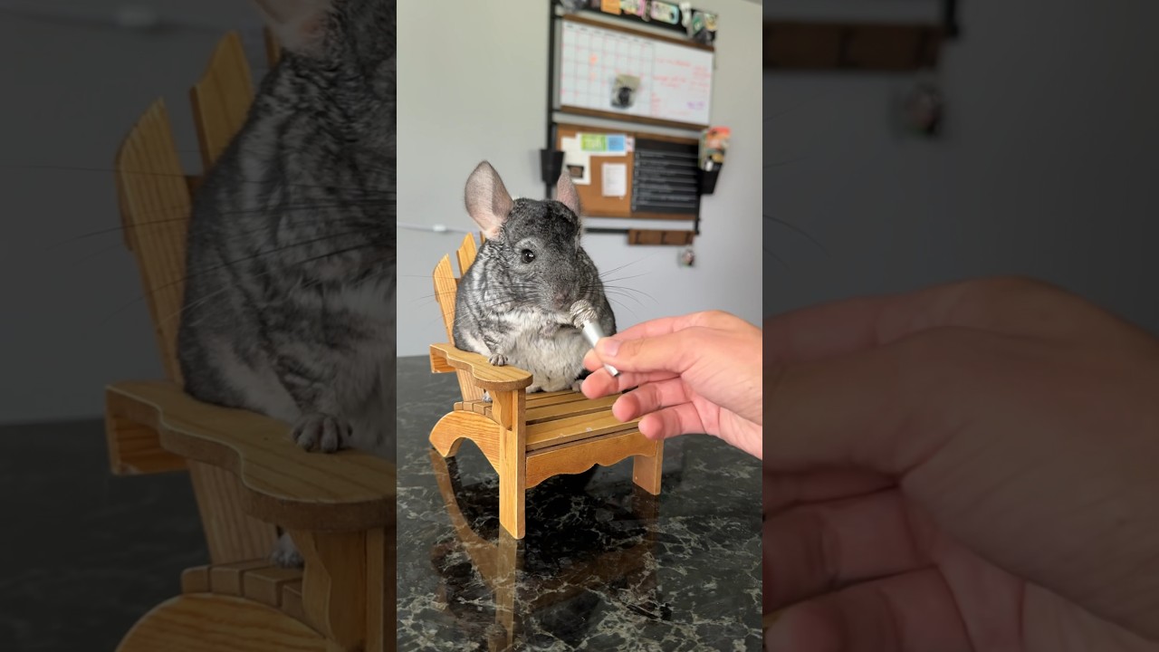 Henry and Chip are 💘 #shorts #chinchilla #pets #youtube