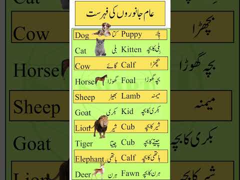 Most common Animals, their young ones with urdu translation