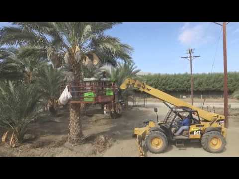 PHOENIX AGROTECH DATE FARM - COACHELLA VALLEY, CA