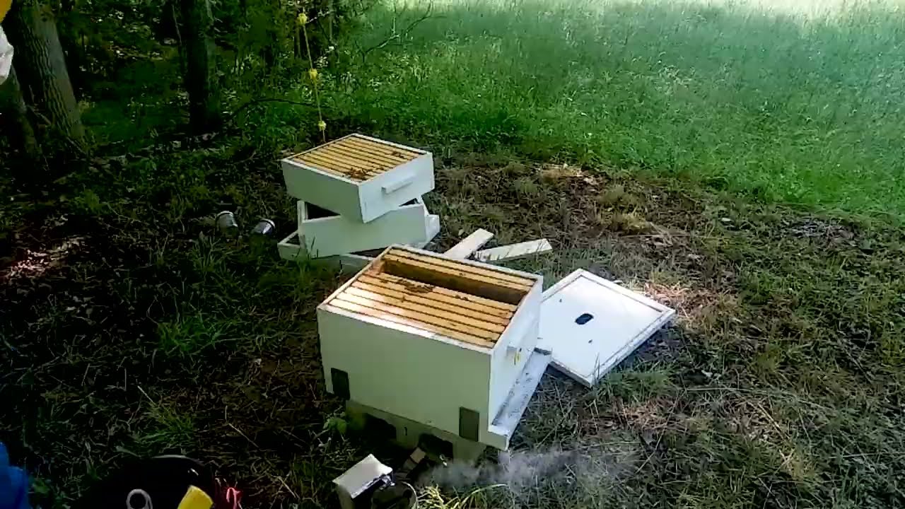Buzzing in the Appalachians: Beekeeping Adventures with host, Al Garnto.