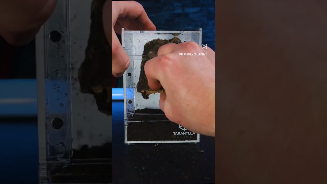 Building an arboreal enclosure for an Avicularia spiderling.