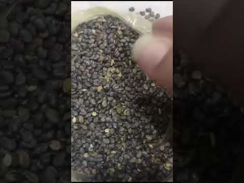 Sunn Hemp Seeds - Wholesale Price & Mandi Rate for Sun Hemp Seeds in India