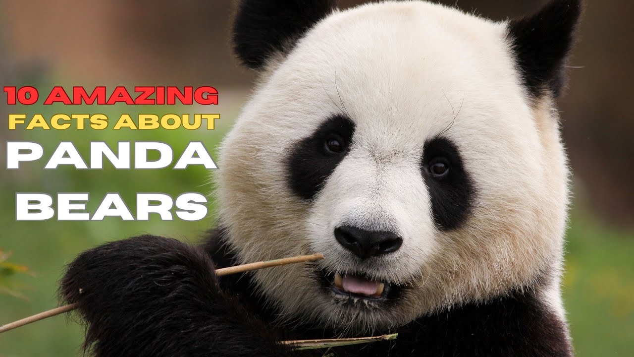 10 Amazing Facts About Panda Bears You Need to Know!