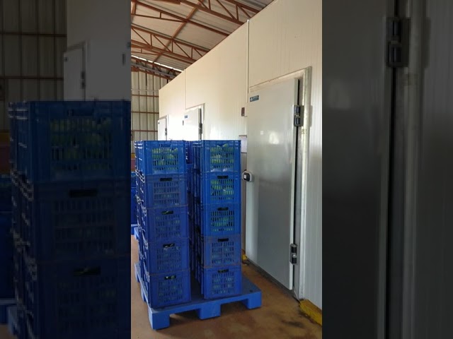Mango Ripening - Mango Ripening Chamber Manufacturer from Chennai