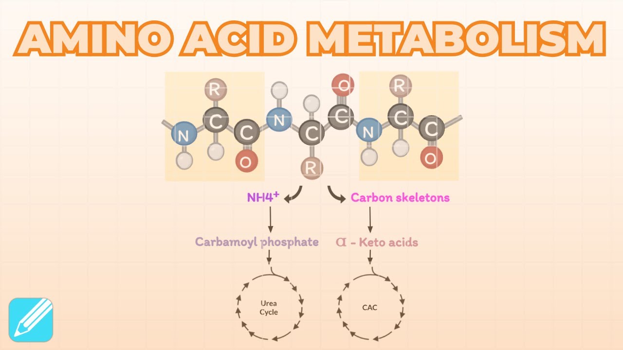 Understanding Amino Acid Metabolism: Pathways and Processes | Galaxy.ai