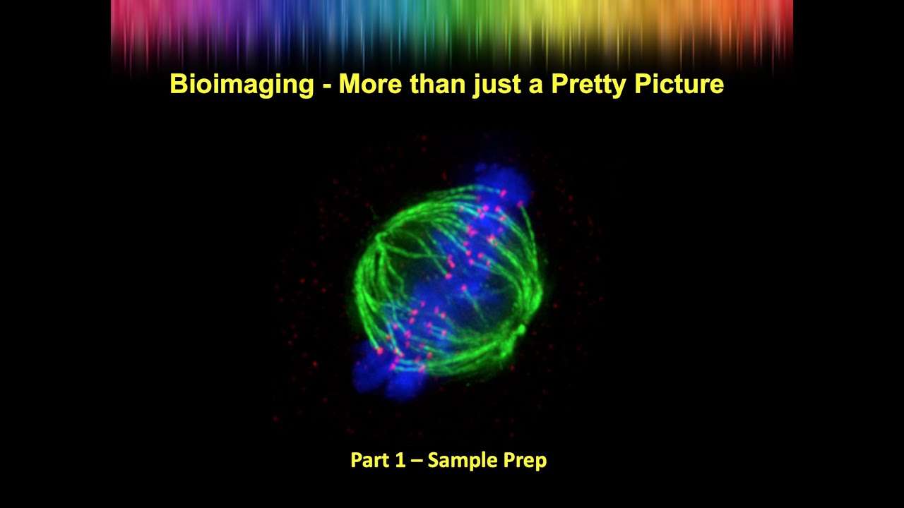 Bioimaging Bootcamp - Part 1 - Sample Prep