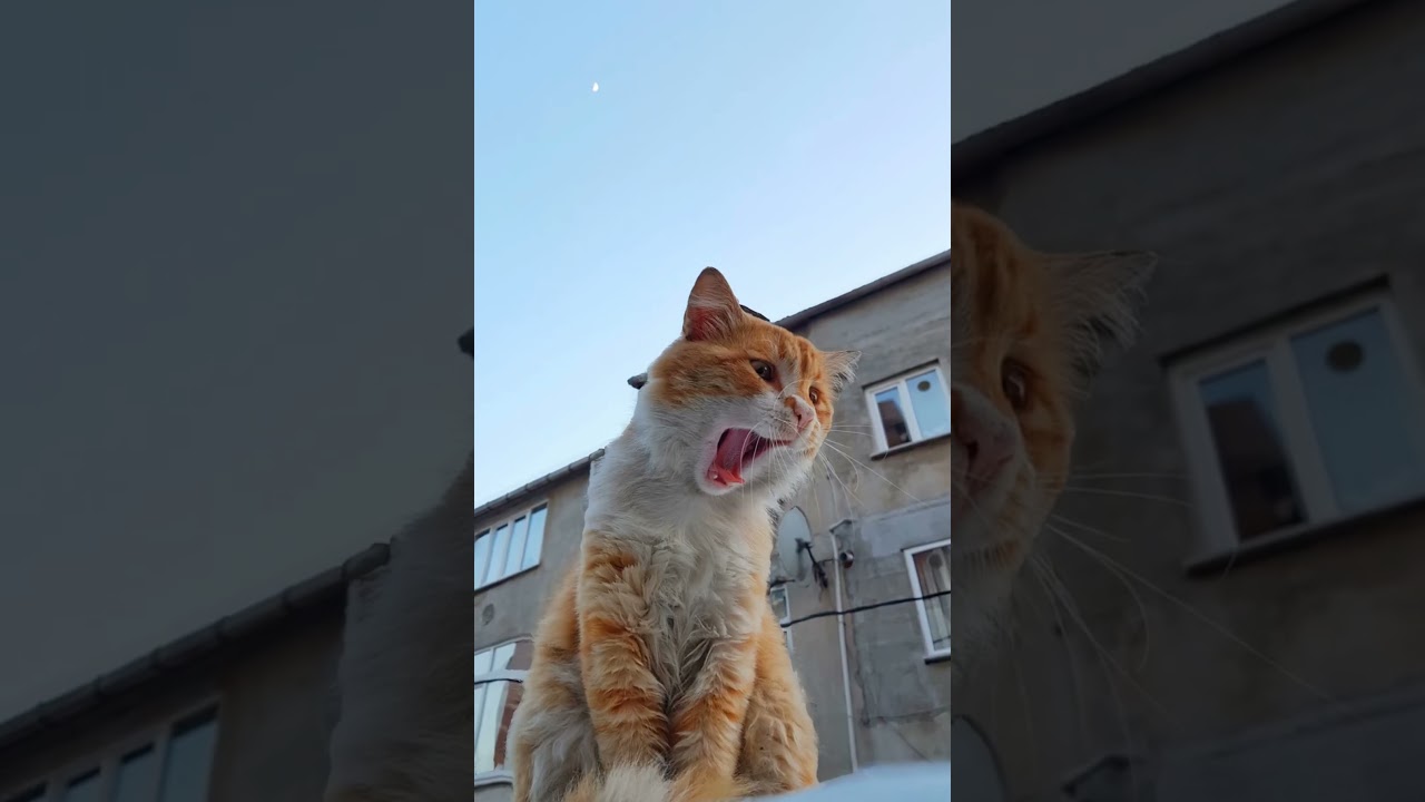 Dolly Zoom on Still Images | sd-webui-depthmap-script  #dollyzoomeffect #stablediffusion