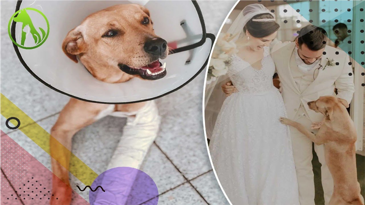 Adorable stray dog crashes wedding and ends up finding his forever home