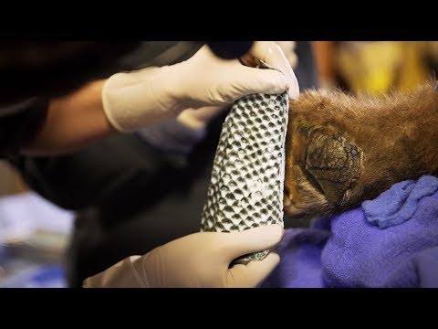 Tilapia-Skin Bandages Heal Burns On Black Bears Caught In California's ...