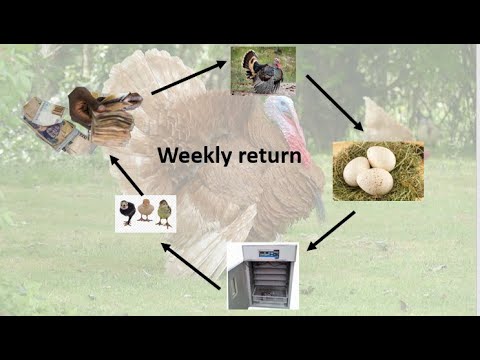Profitable poultry business in Nigeria (turkey farm): Step-by-step getting started tutorial