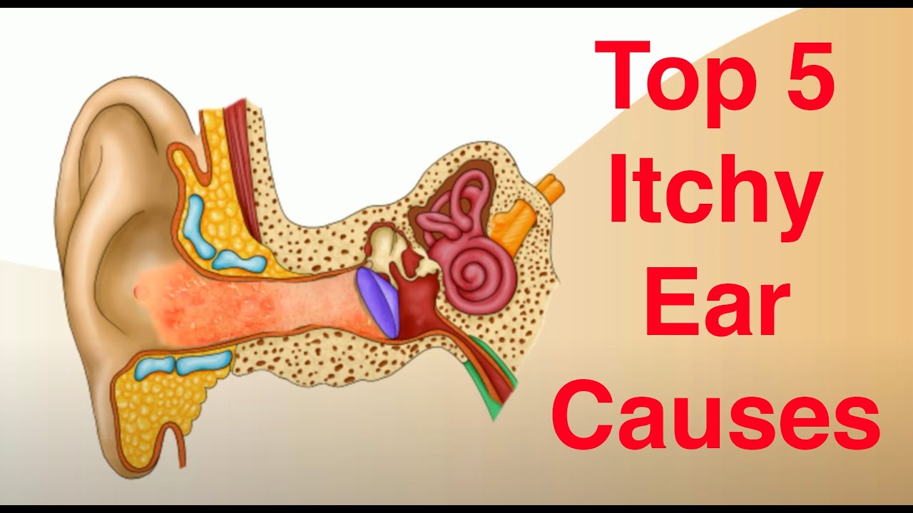 Top 5 Causes of Itchy Ears (and Treatment Too!)