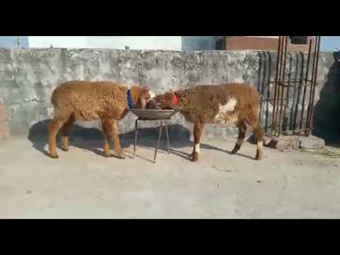 Nellore Sheep - Wholesale Price & Mandi Rate for Nellore Sheep