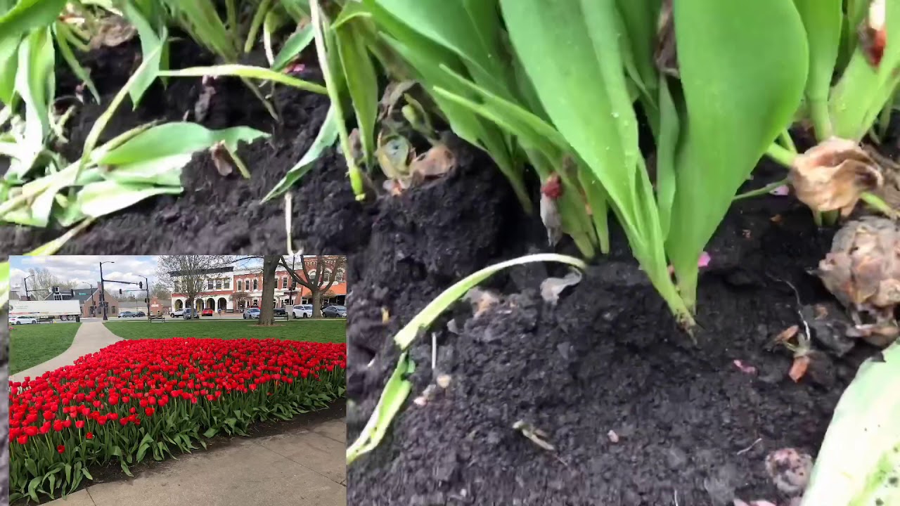 It’s time for tulip digging here at Pella, Iowa U.S.A.
