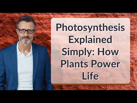 Photosynthesis Explained Simply: How Plants Power Life