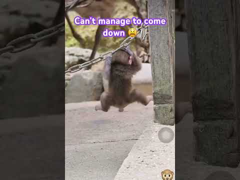 Monkeys hanging on metal chain #shorts #fun #animalscute101
