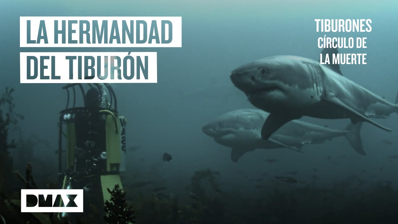 Tiburón blanco: su verdadera naturaleza social al descubierto | Tiburones