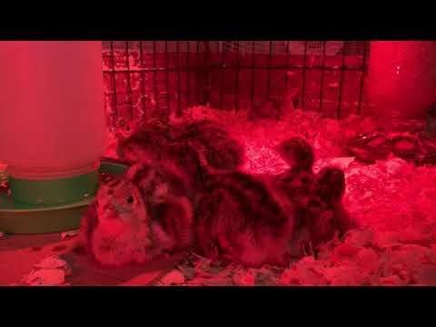 Narragansett turkey poults