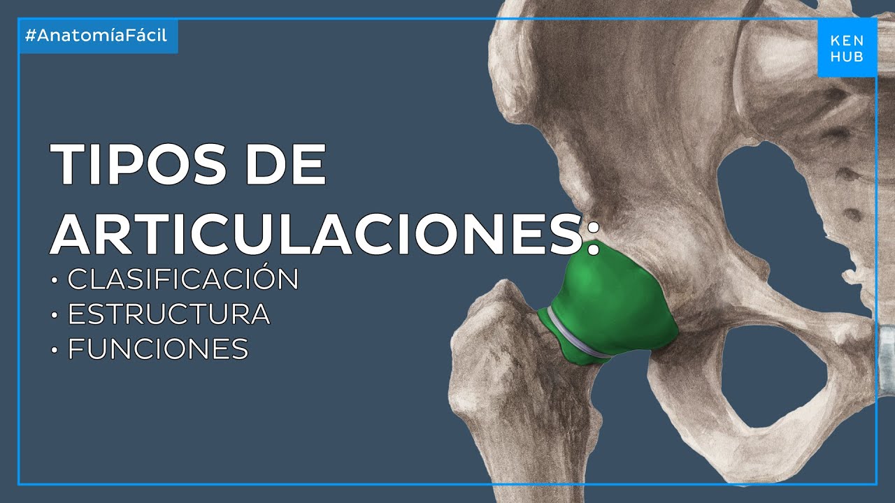 Articulaciones del cuerpo humano: Clasificación y generalidades - Anatomía Humana Fácil | Kenhub