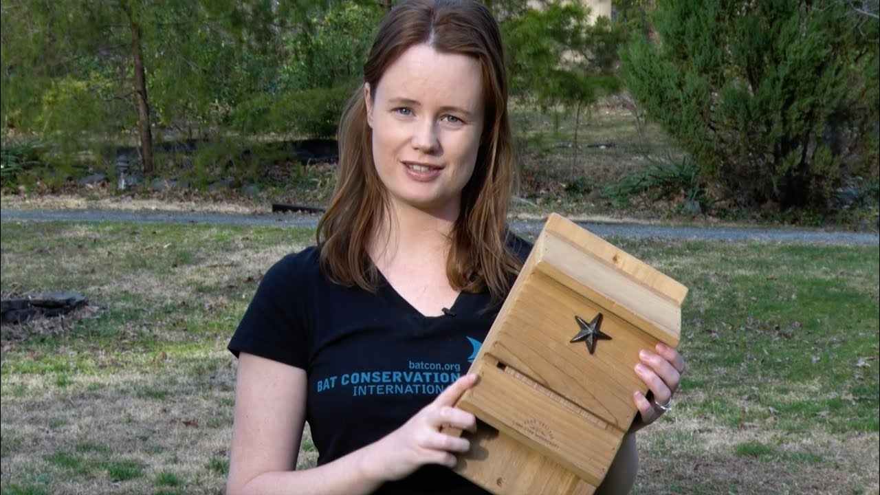 Bat Boxes 101