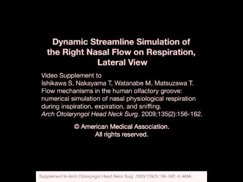 Dynamic Streamline Simulation of Nasal Flow Part 4