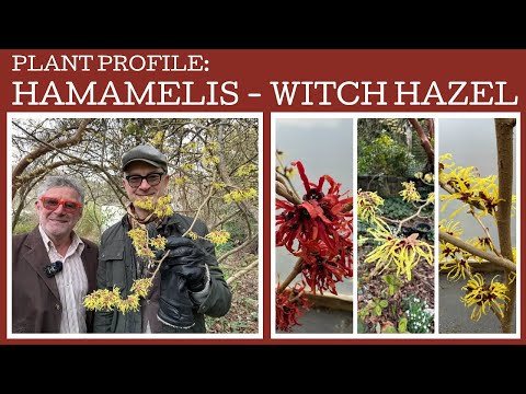 Plant Profile: how to grow Hamamelis or Witch Hazels!