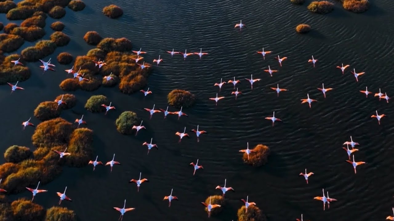 We are BirdLife International